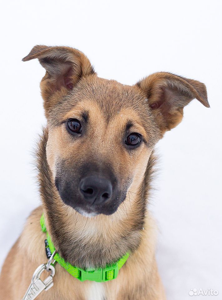 Отдам классного щенка-подростка