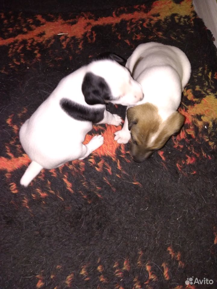 Щенки фокстерьера гладкошерстного