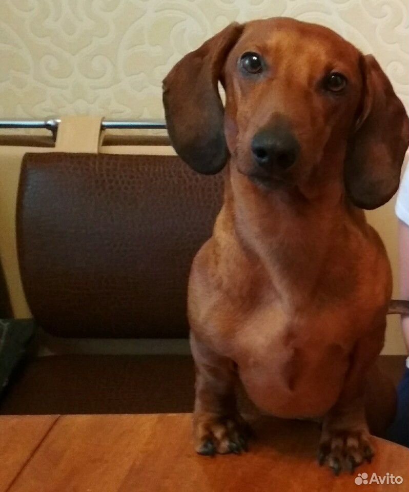 Жених таксеныш, ищет невесту)