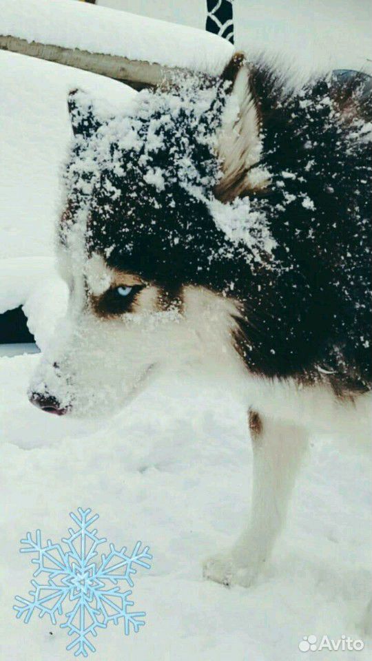 Жених ждёт невесту