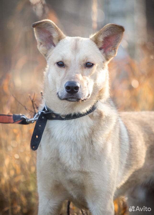 Молодой активный Бумер ищет дом