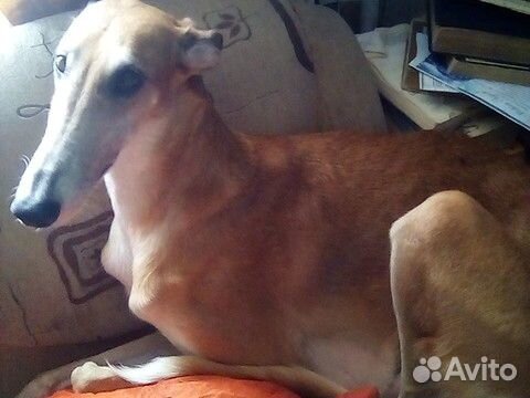 Борзые хордовые щенки