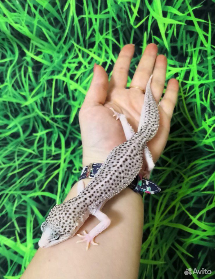 Эублефар Тотал эклипс гет бель альбино