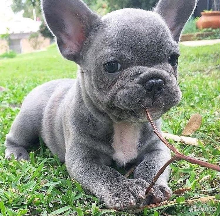 Девочка Мини Булочка