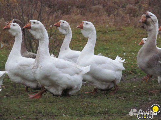 Гуси холмагоры,мамуты