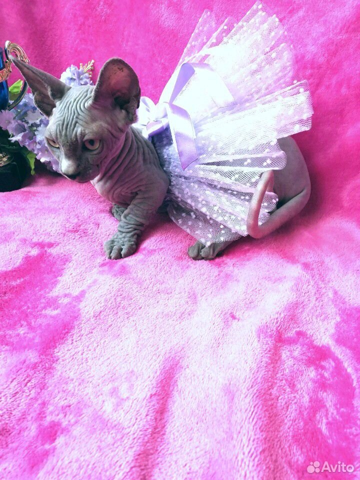 Девочка бамбино