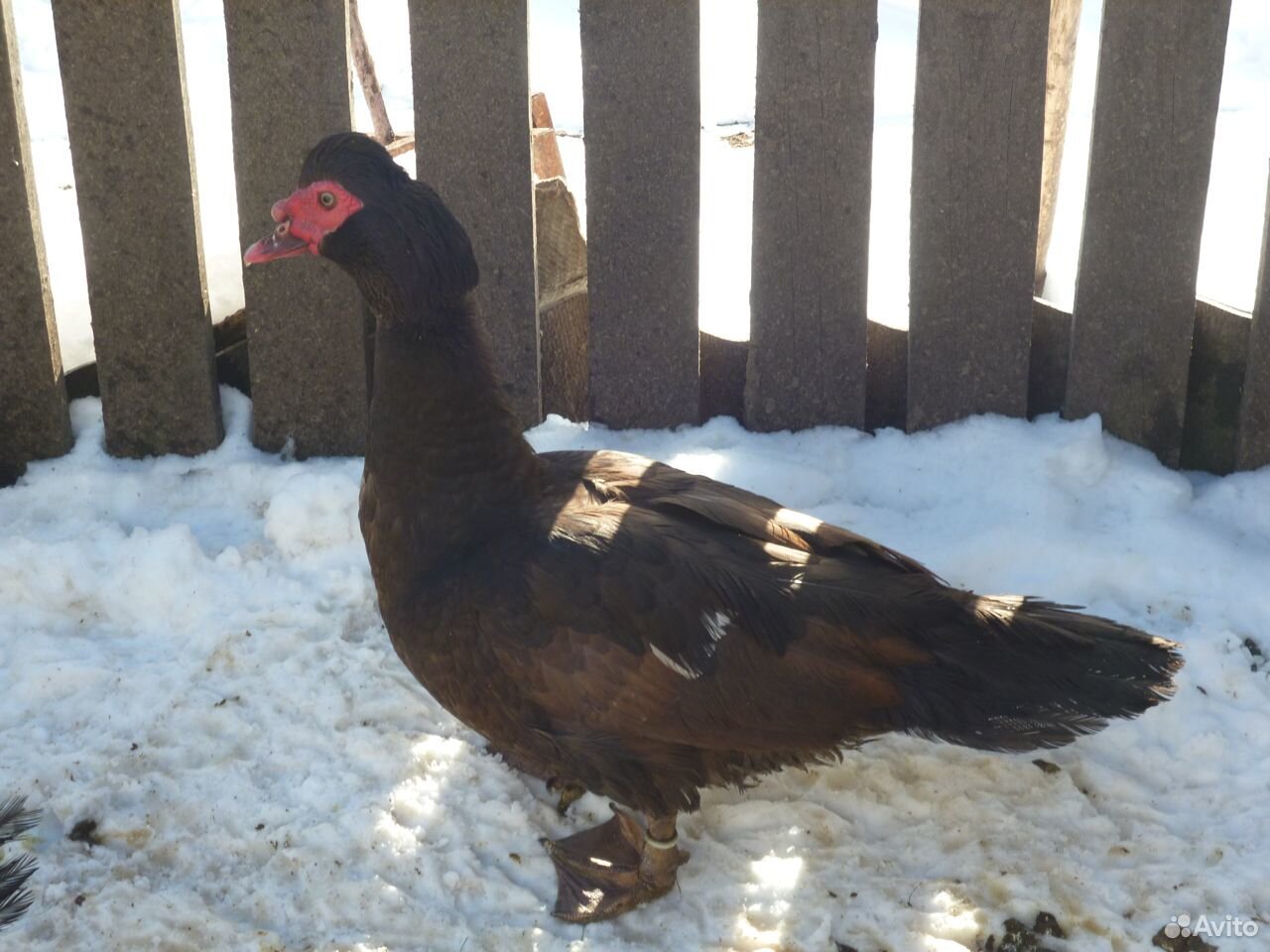 Мускустная утка