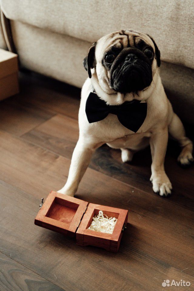 Мопс ищет невесту