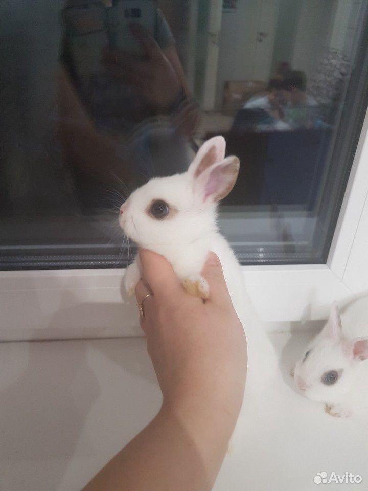 Карликовые крольчата