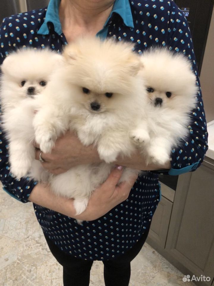 Шпиц Мальчик+Девочка