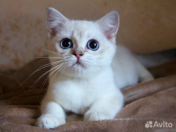 Незабудка - голубая золотистая пойнтовая