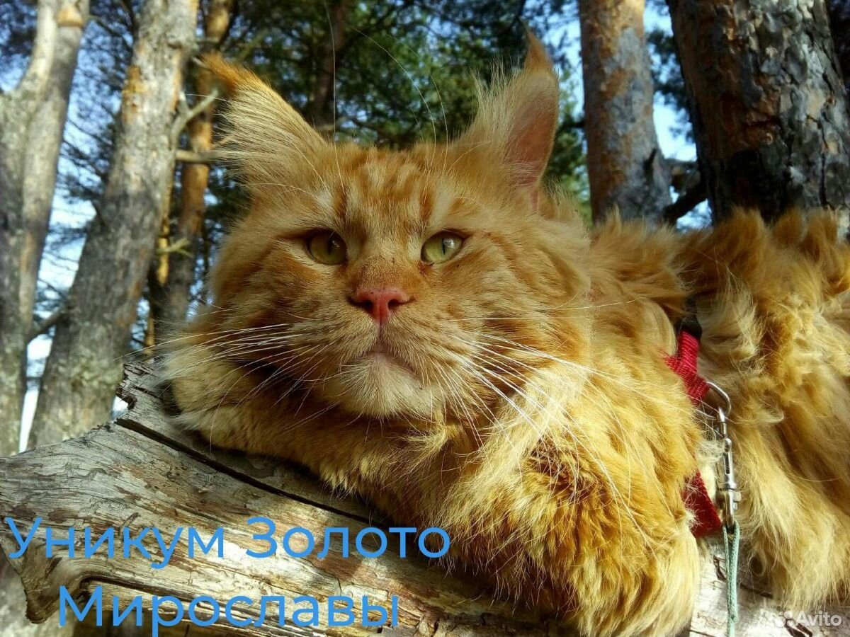Кот на вязку и котята на продажу