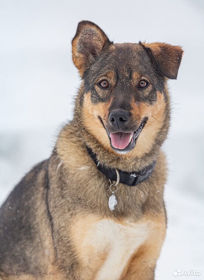 Собачка Лилу на охрану дома
