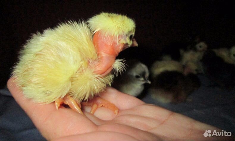 Цыплята голошейка, перепелята, гусята