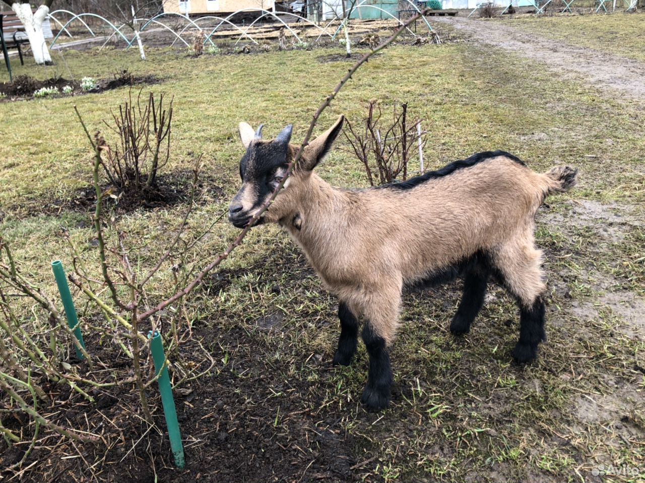 Альпийский козлик