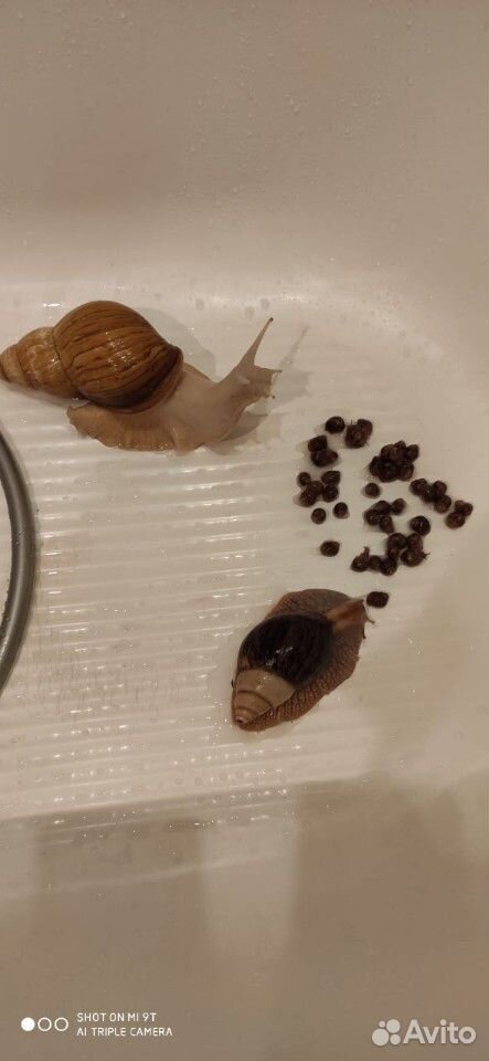 Улитки Ахатина