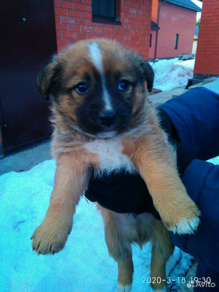 Щенки коротколапки