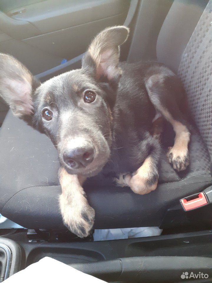 Преданный и умный мальчишка в добрые руки