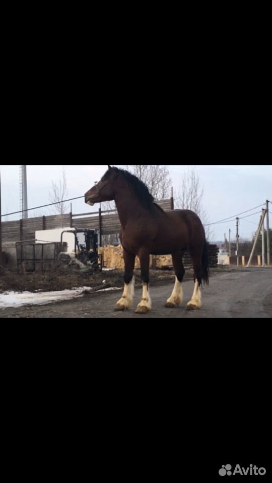 Продам лошадей Владимирской породы