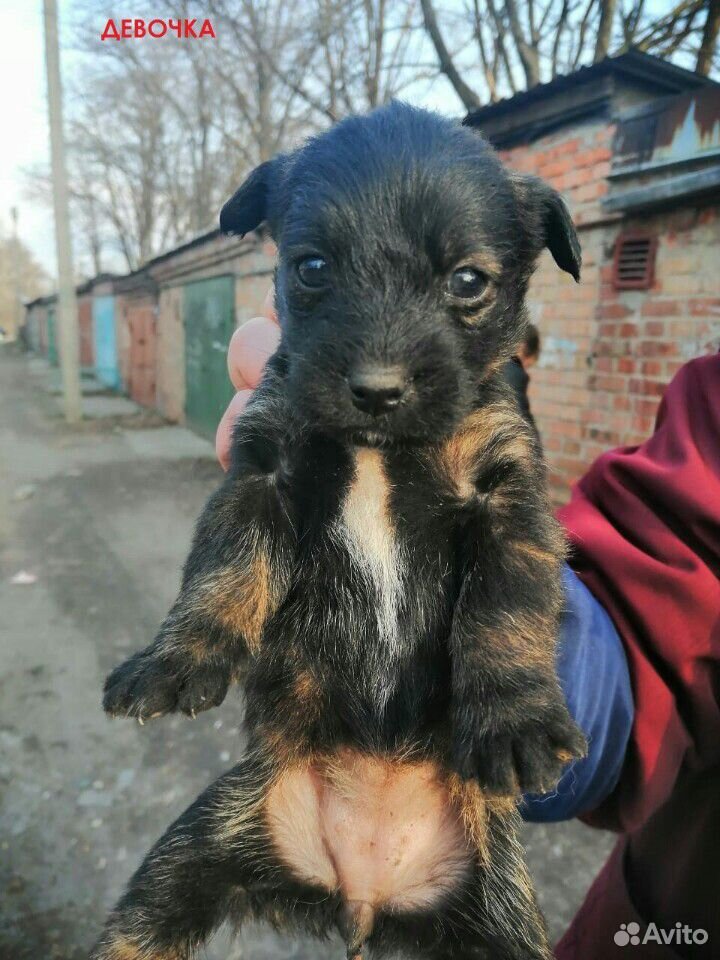 Щенки идут дом