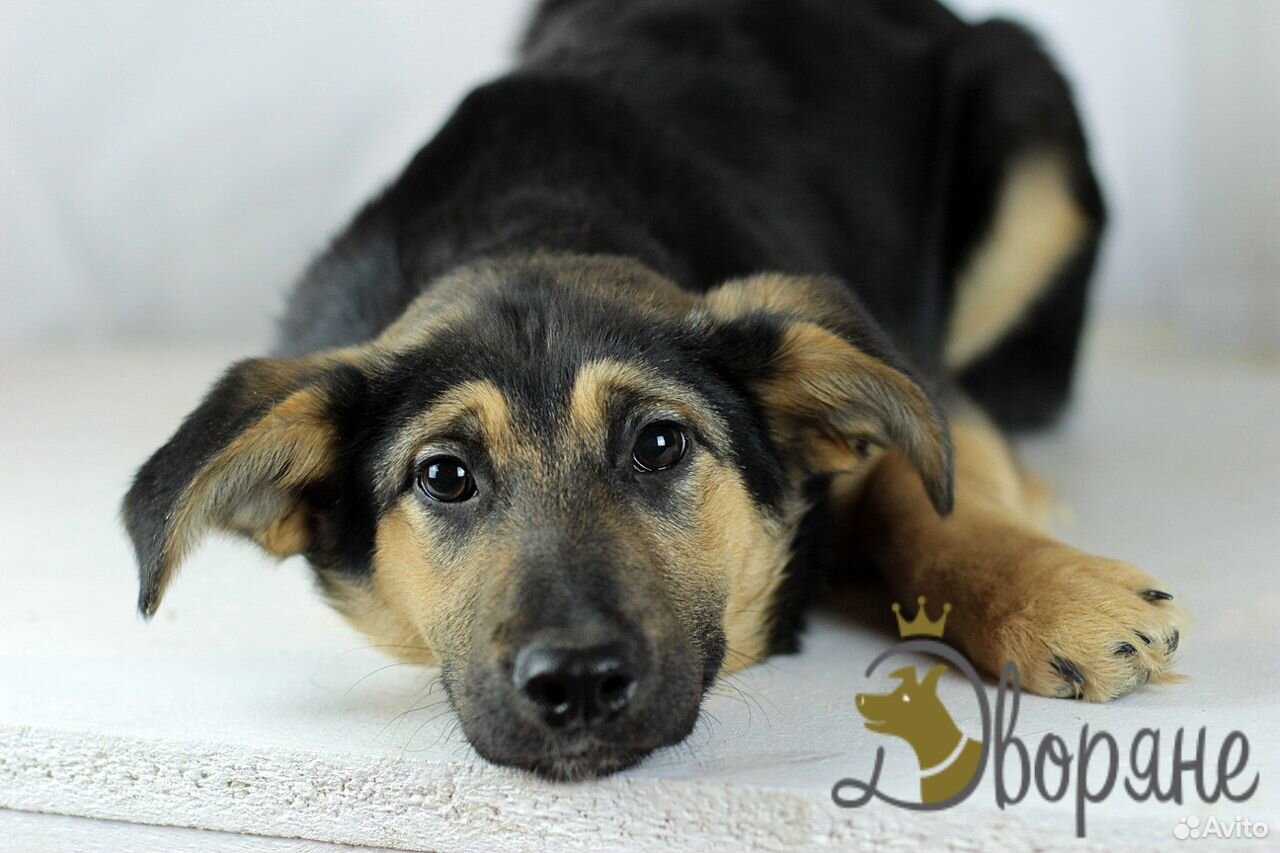 Замечательная собачка Дона