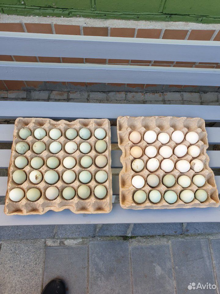 Инкубационное яйцо