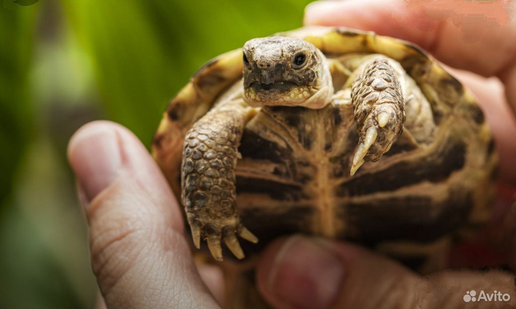 Сухопутная черепаха