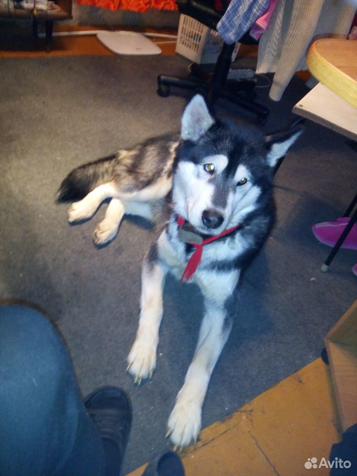Щенки помесь маламута