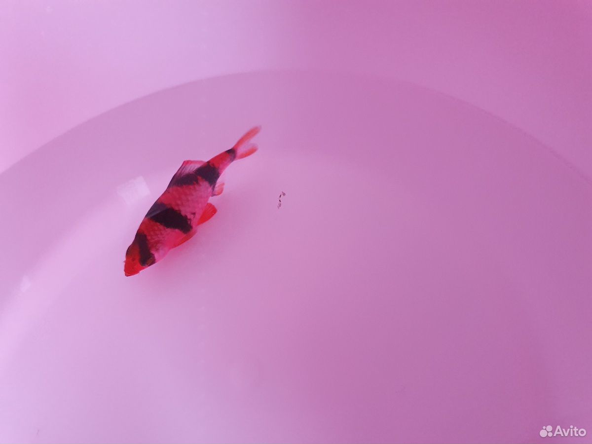 Рыбка барбус