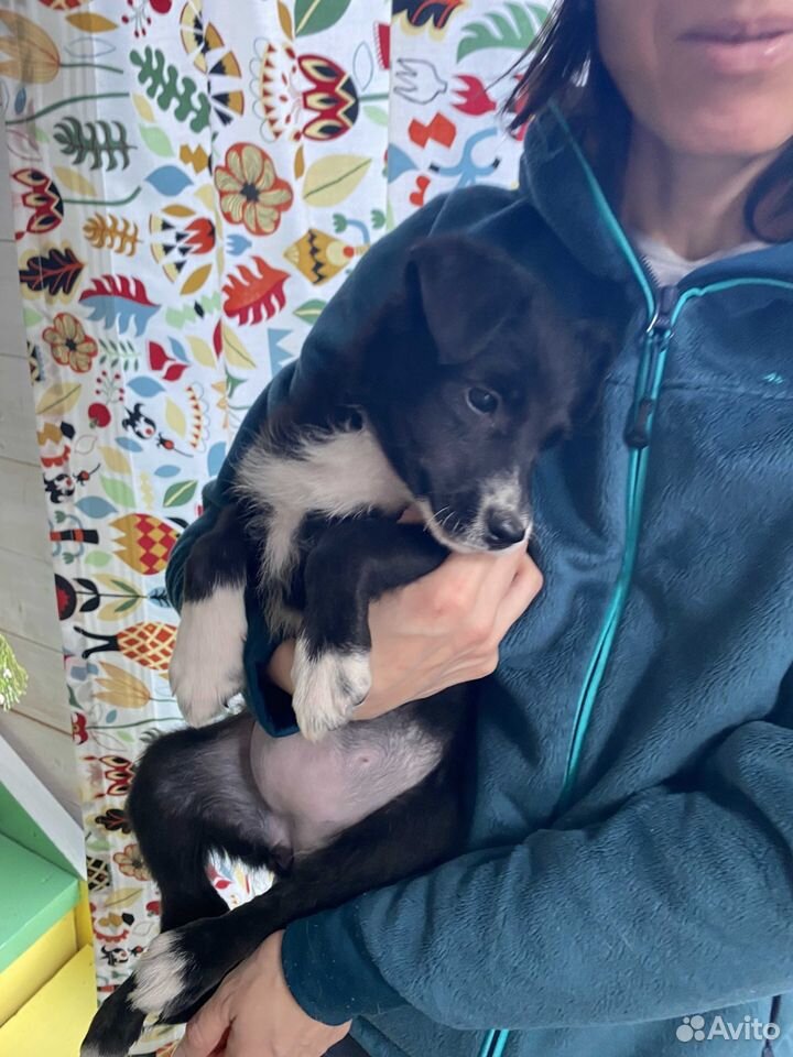 Щенок, который вырастет в маленькую собачку