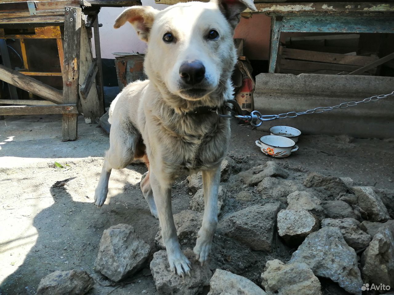 Собака белого цвета