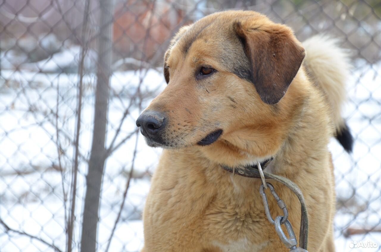 Молодой охранник Геракл ищет хозяев
