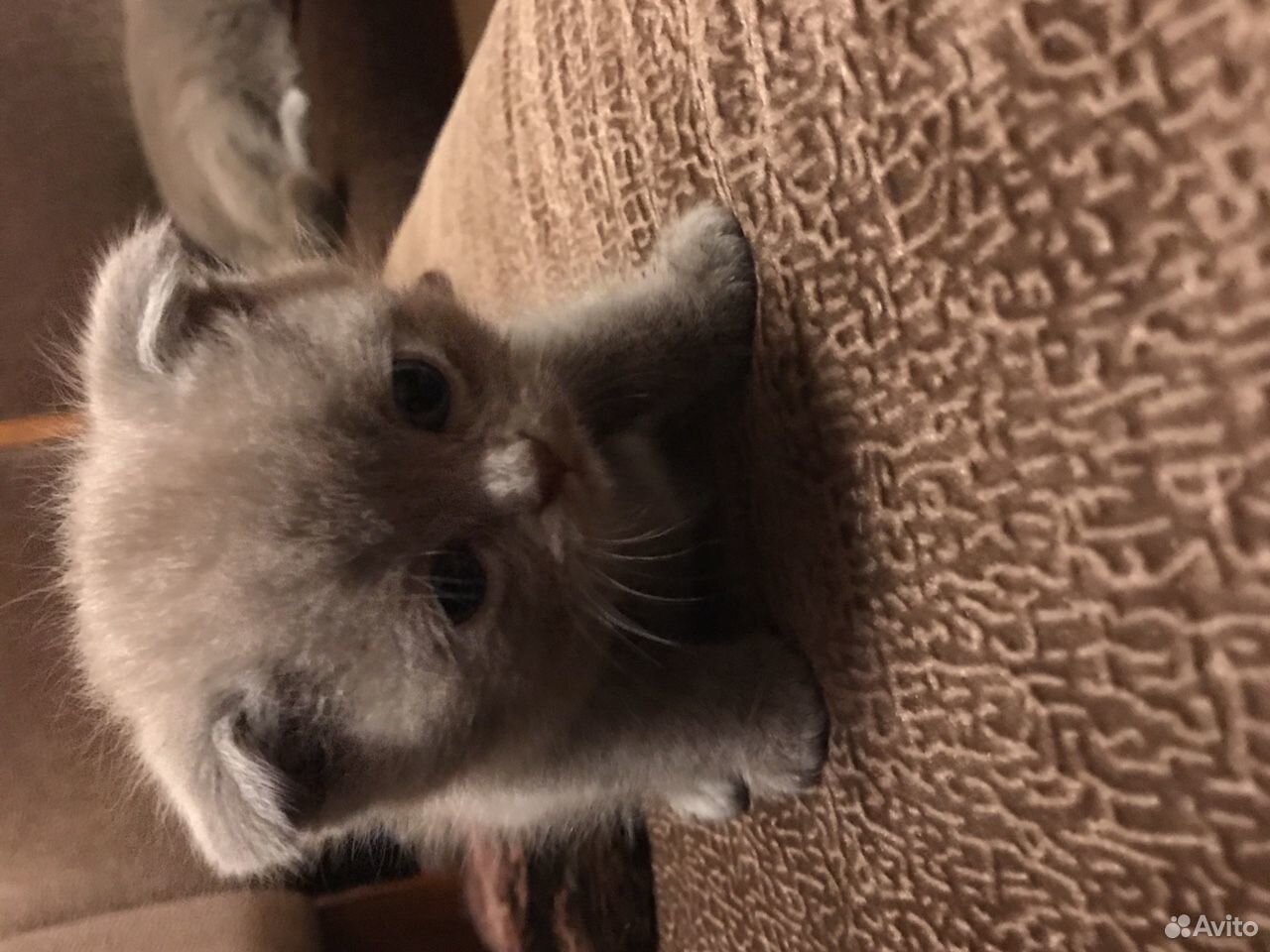 Котята Шотландские