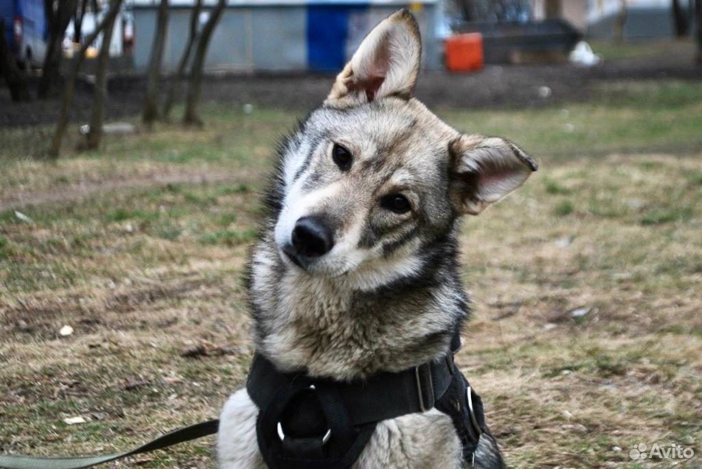 Кара ищет любящих хозяев