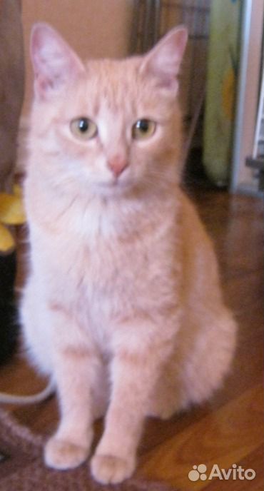 Отдам молодую кошечку
