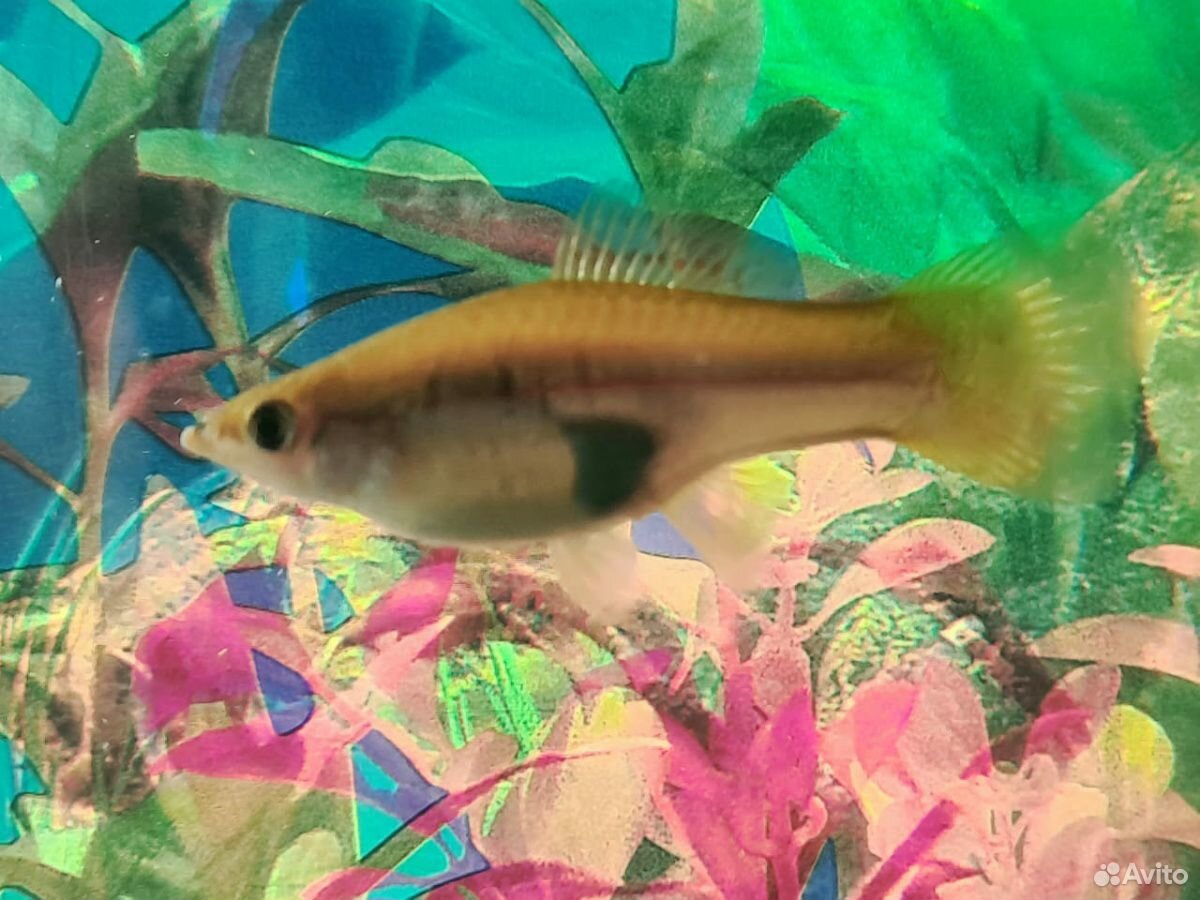 Меченосец зеленый (Xiphophorus helleri)