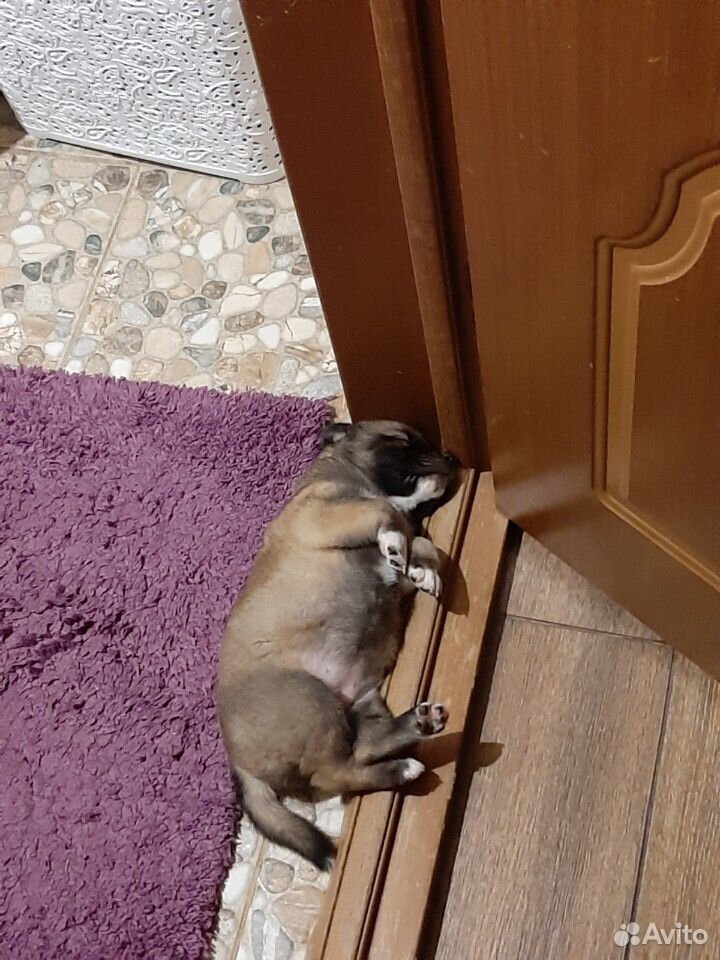 Отдам щенка с кормом