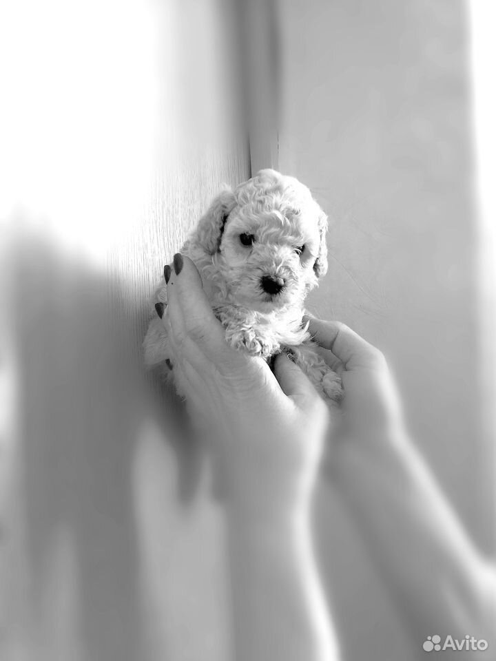 Белый пудель мальчик
