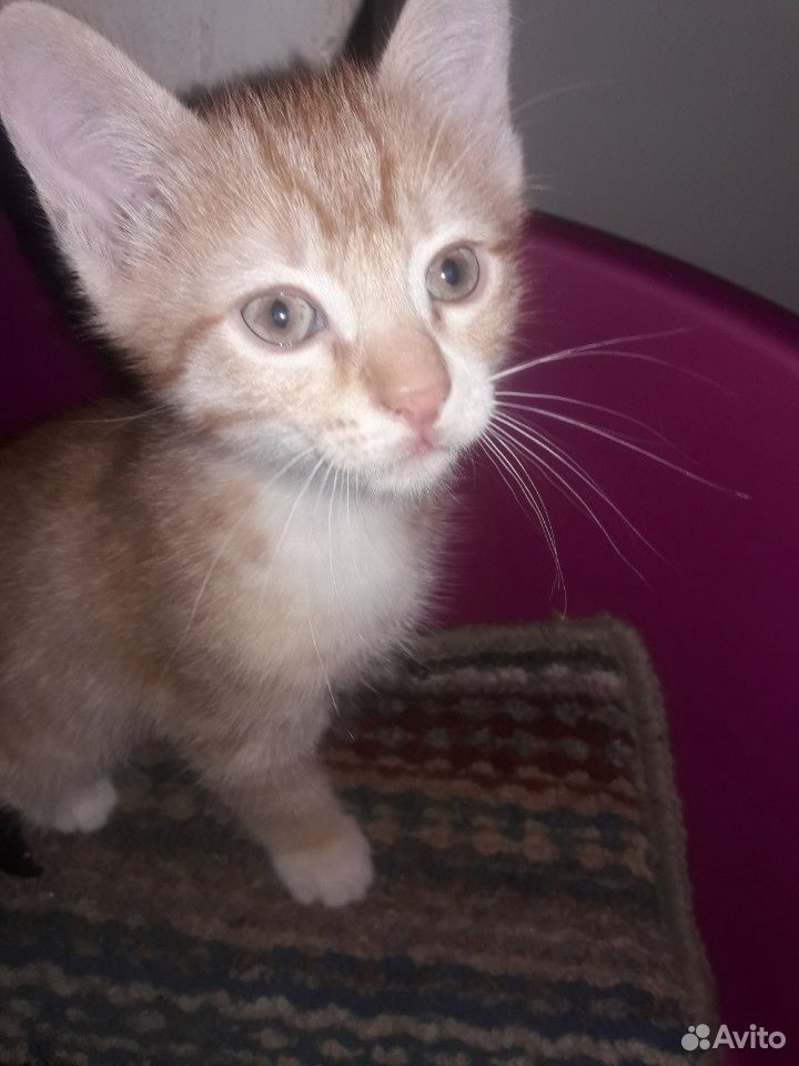 Отдам в хорошие руки