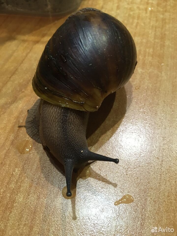 Продам улиток