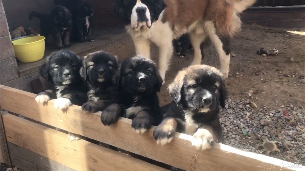 Крупные щенки от сенбернара