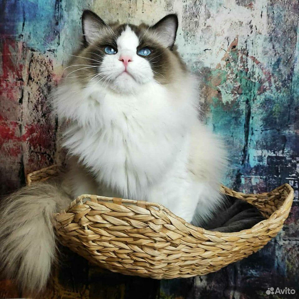 Кот рэгдолл, Польша. Открыт для вязок