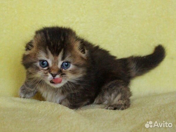 Будулай - чёрный тикированный хайленд-фолд