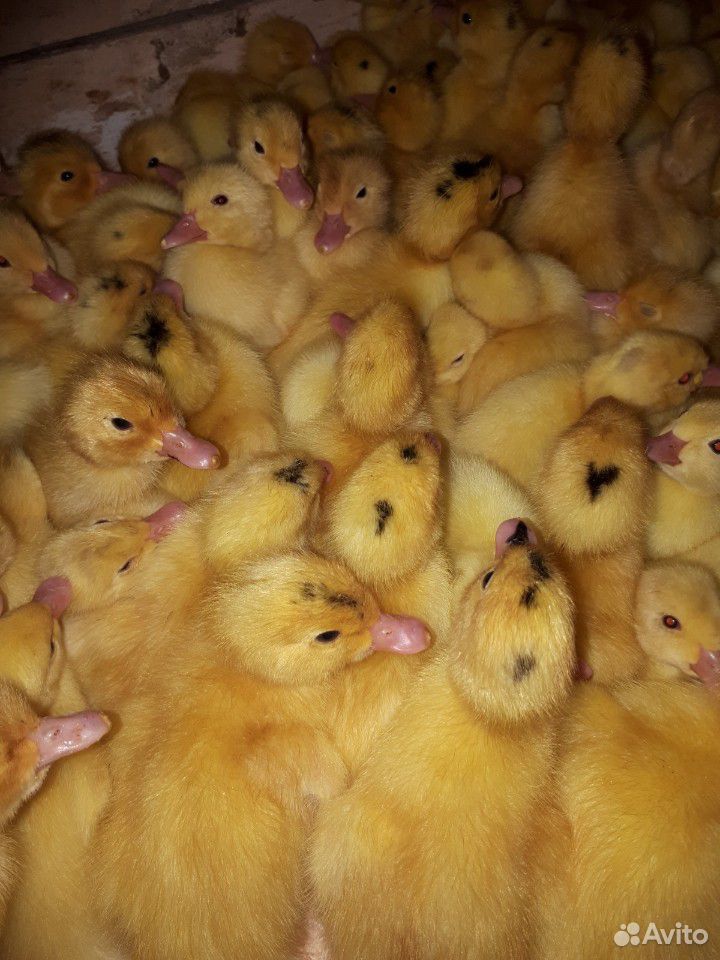 Мулард франция