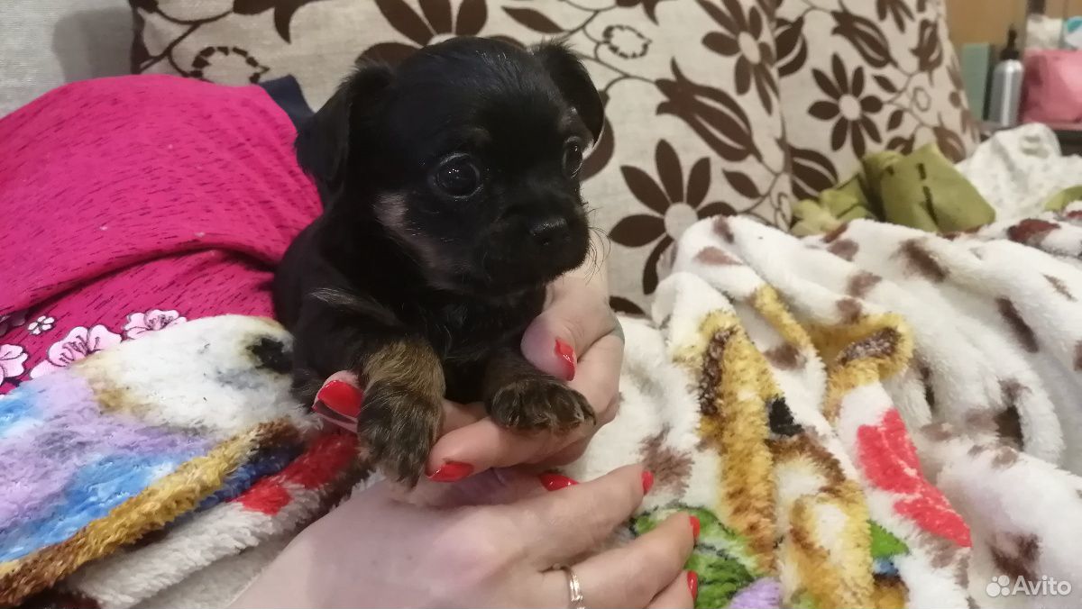 Метисы-Чорки