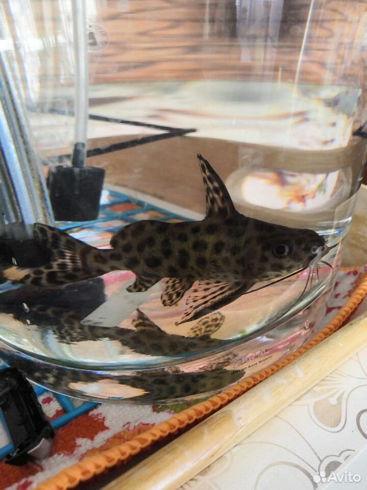 Сом синодонтис (перевертыш)