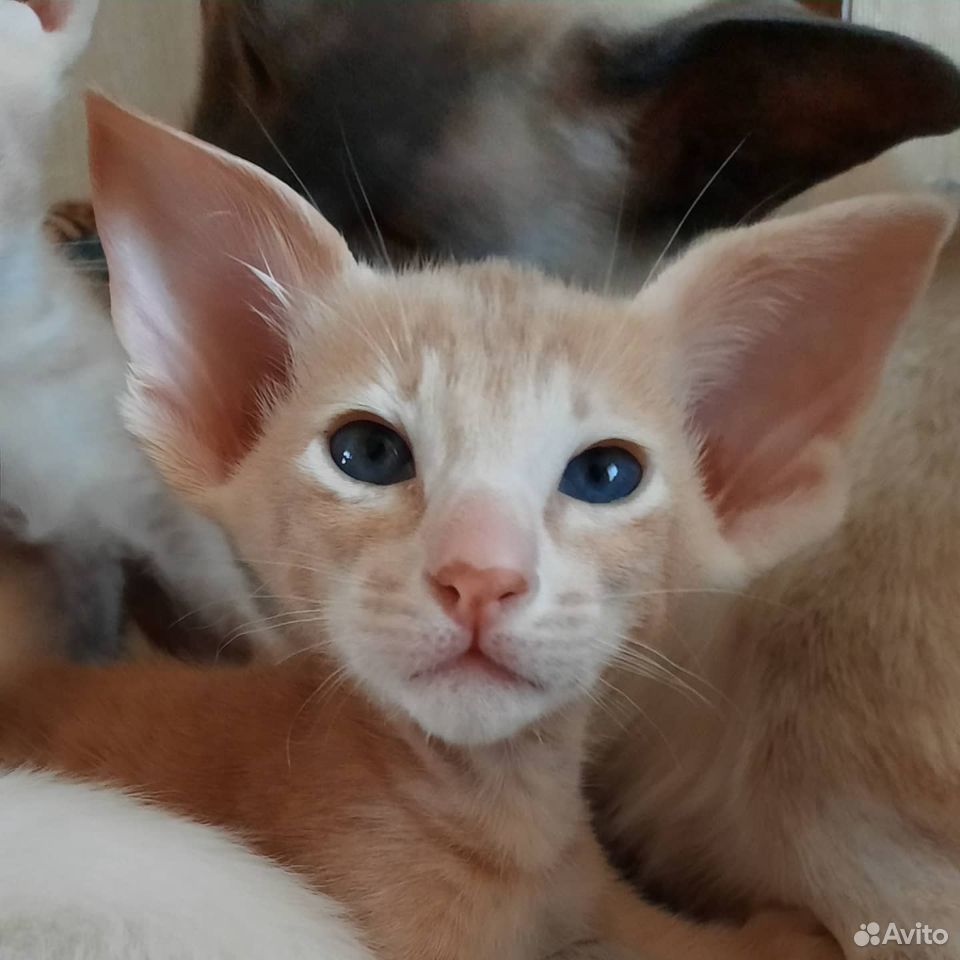 Ориентальные котята