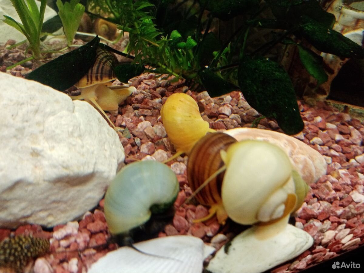 Улитки ампулярии