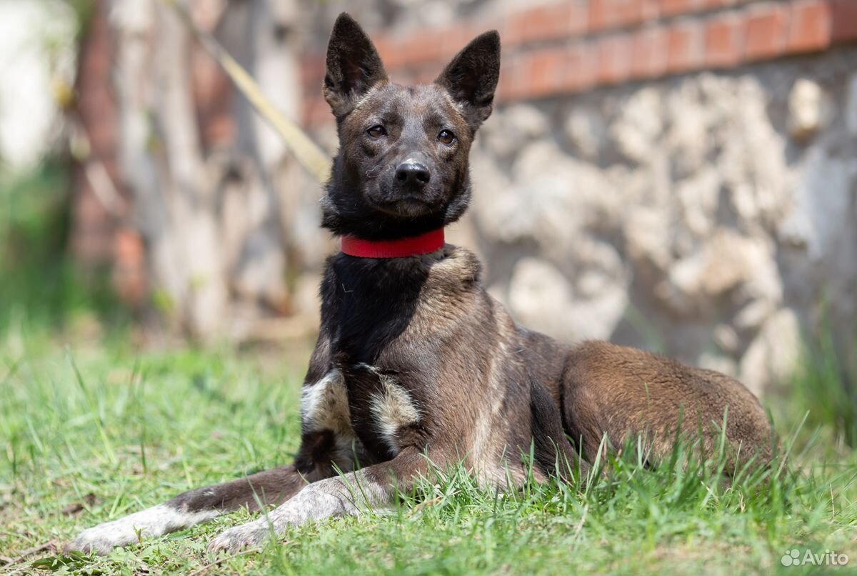 Маленькая красивая собачка ищет свою семью