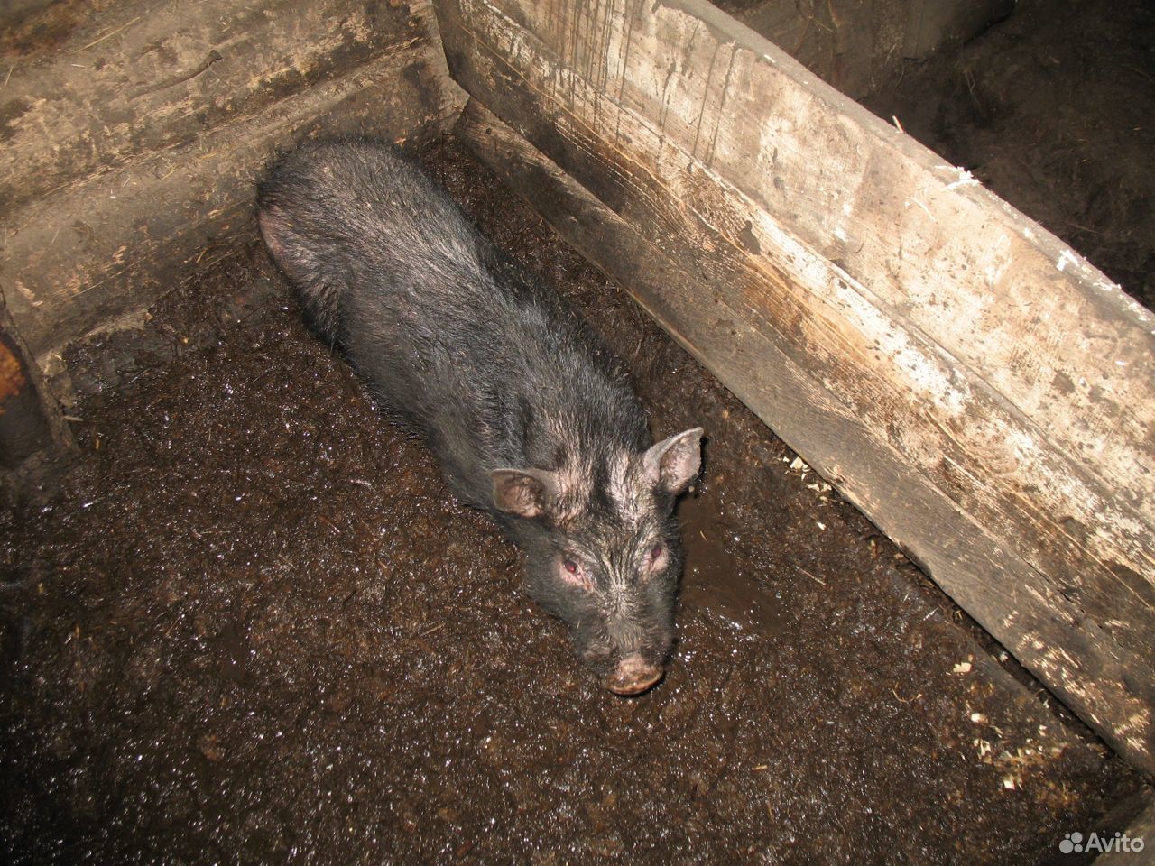 Хрячок по кличке пяточок (на племя)